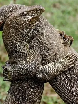 6 animals that reproduce without mating