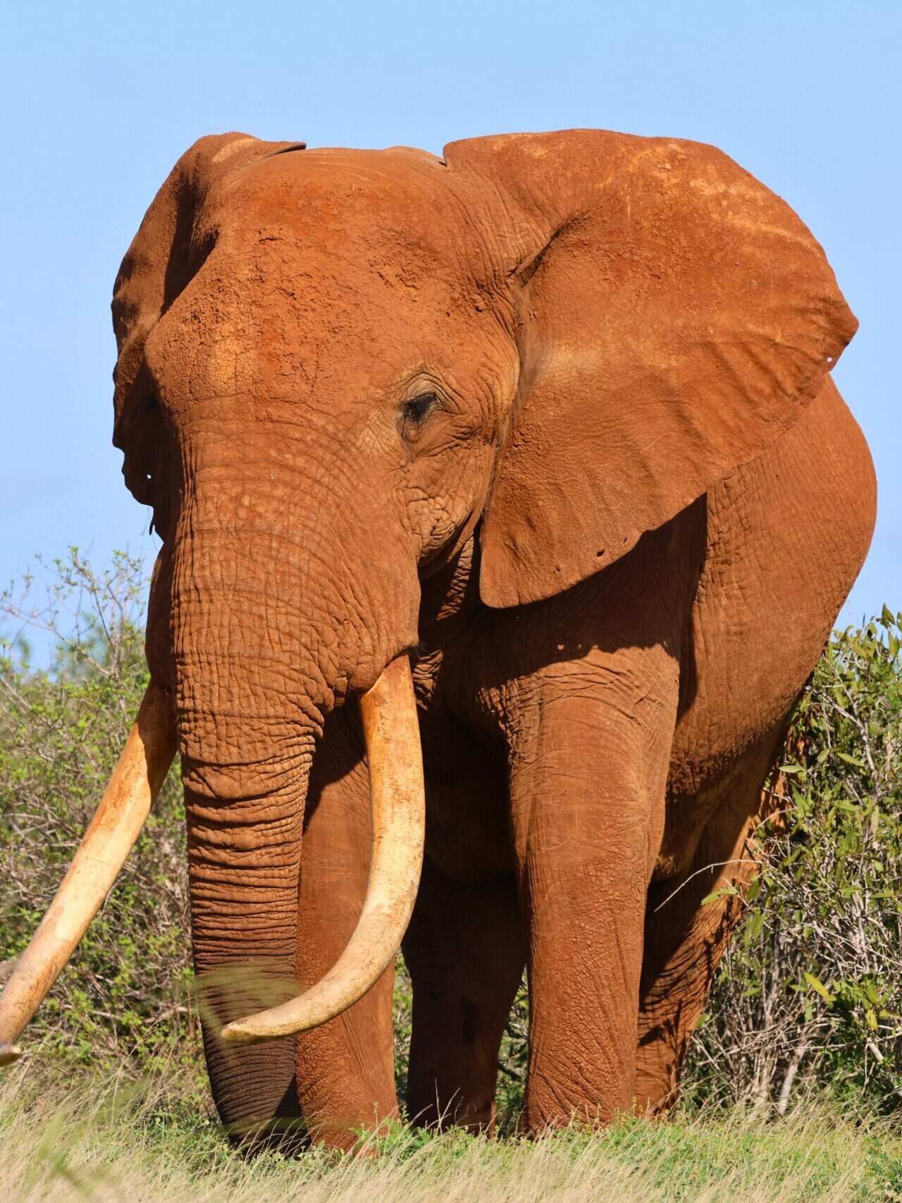 10 animals with super senses