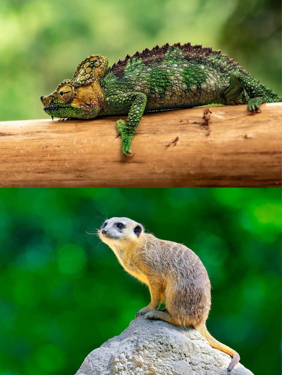 7 creatures and their unique habitats