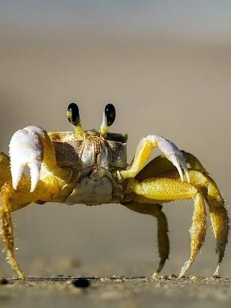 7 animals with more than 10 legs