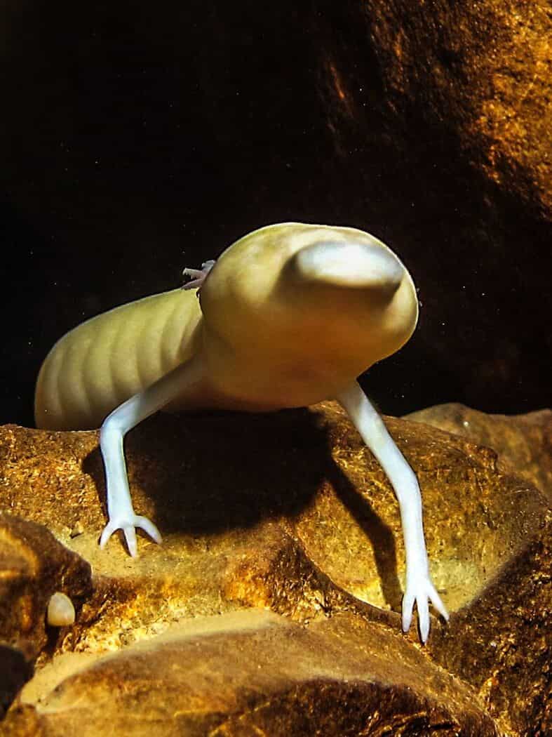 animals without eyes