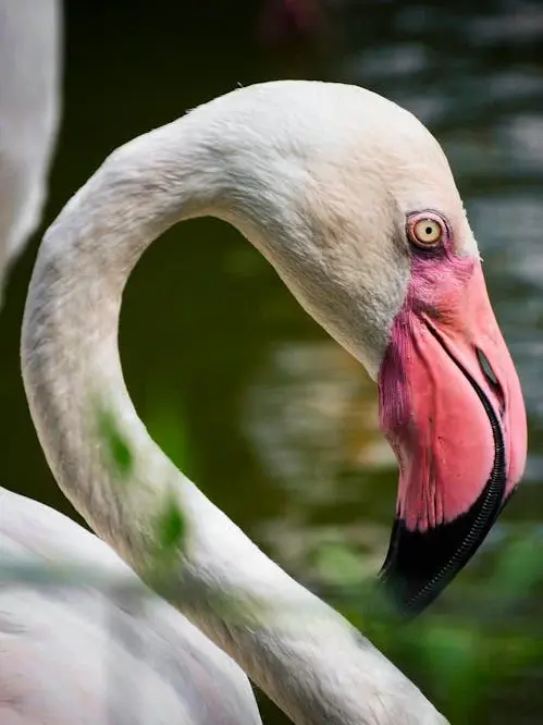 8 birds that represent these Indian states