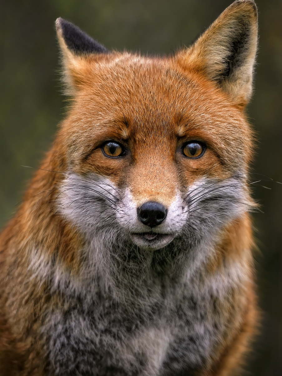 8 animals that look like wolves