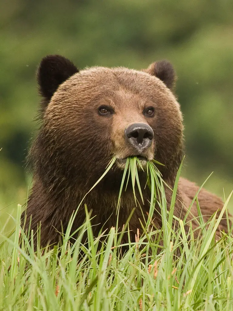 8 animals with amazing physical strength