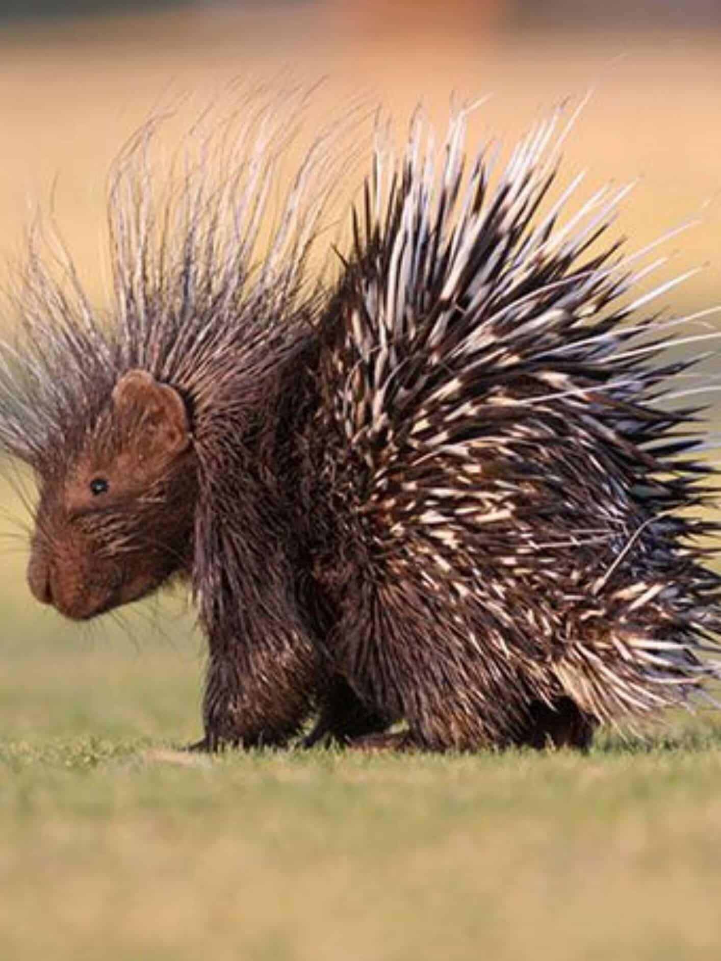 7 animals with remarkable defence tactics