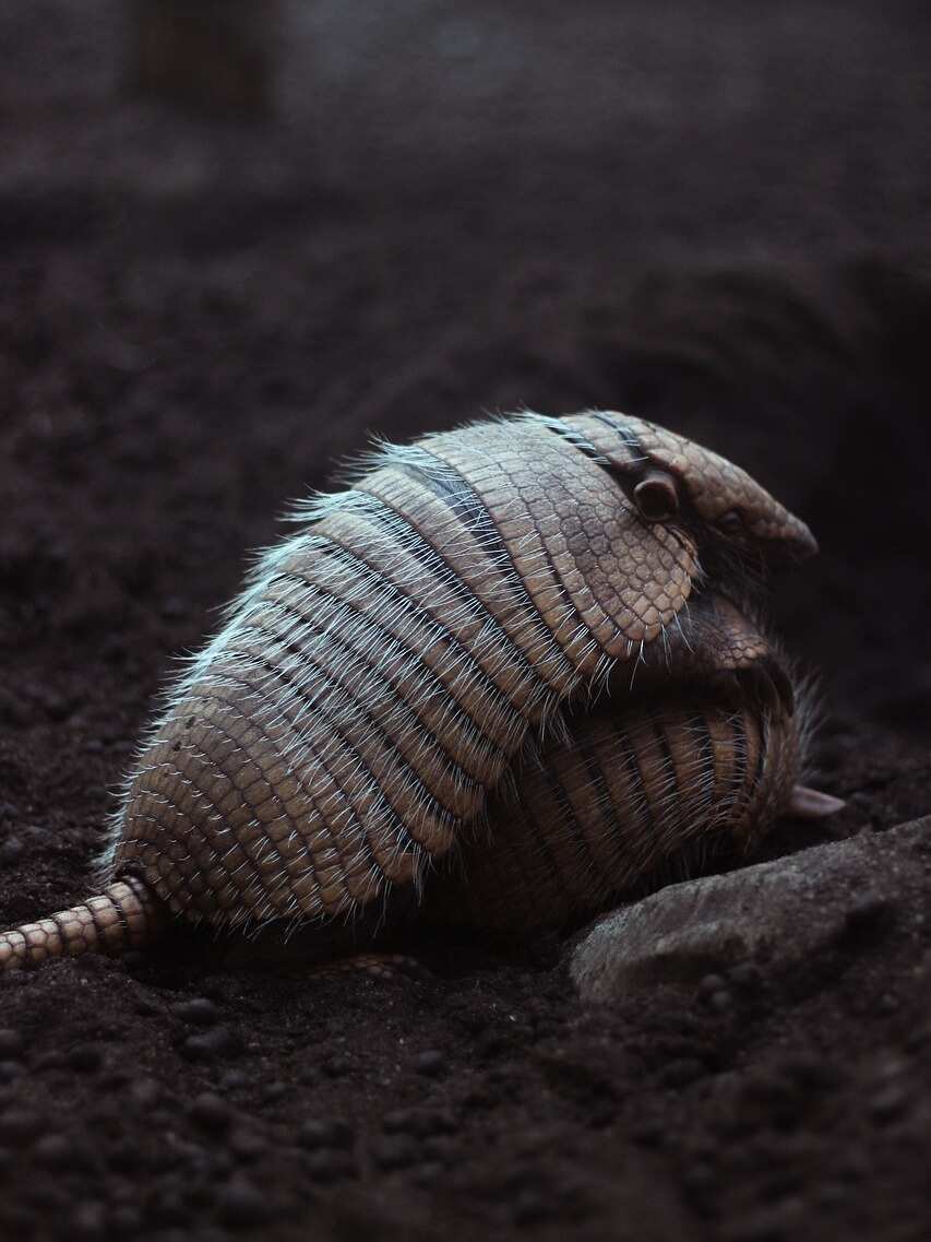 8 sleepiest animals in the world