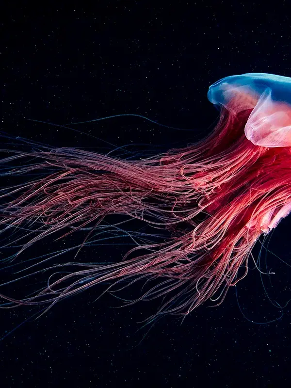 8 animals that never sleep