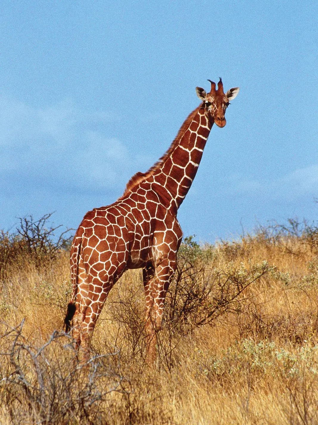 8 animals with longest tails