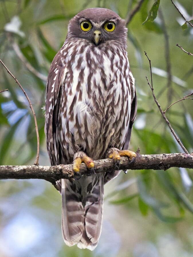 10 animals with unique sounds