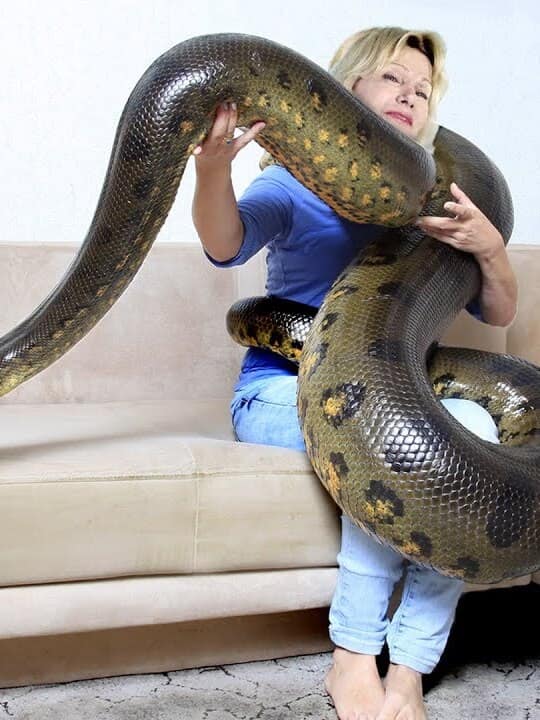 Snakes capable of swallowing humans