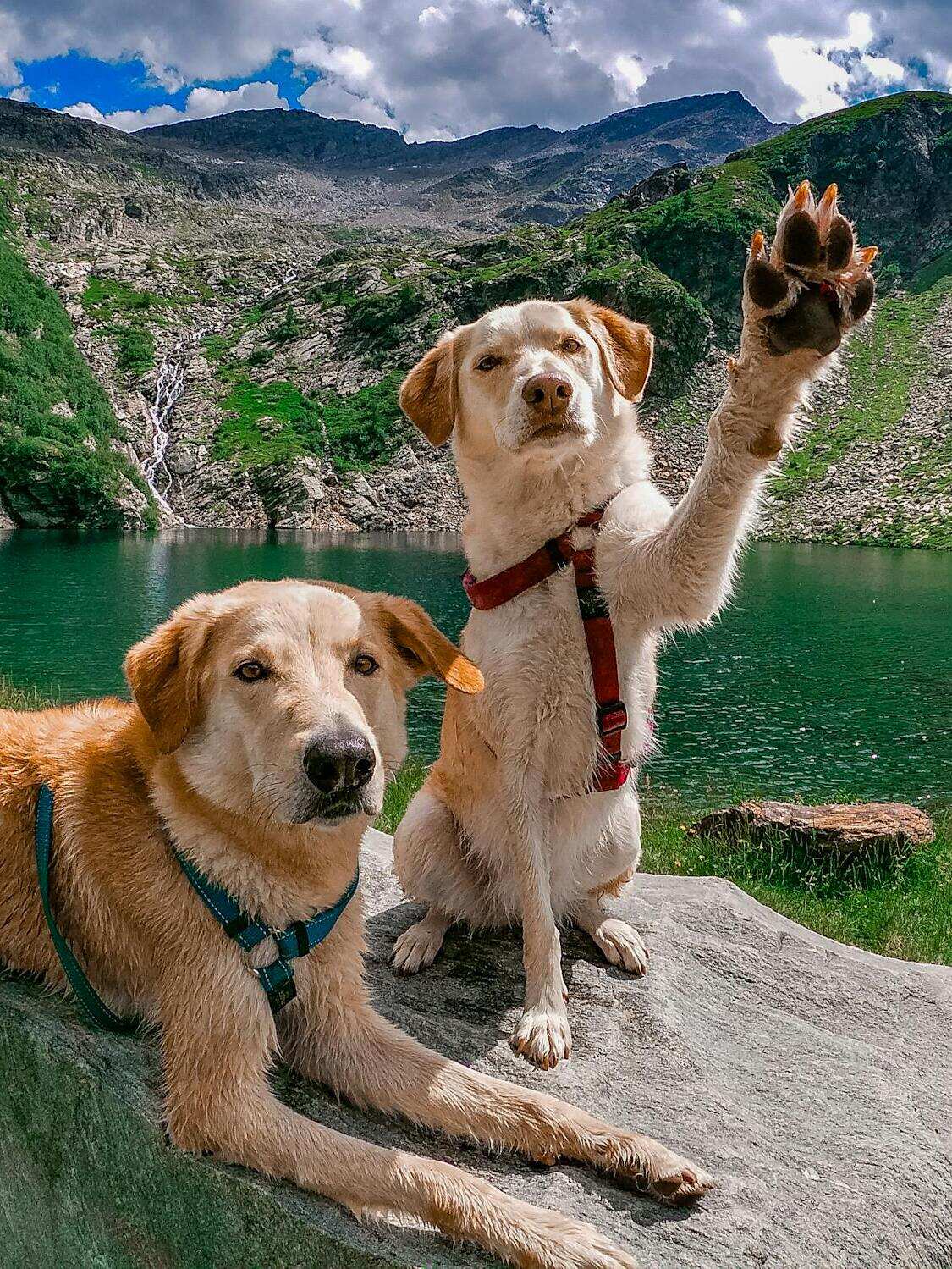 6 animals believed to bring good luck