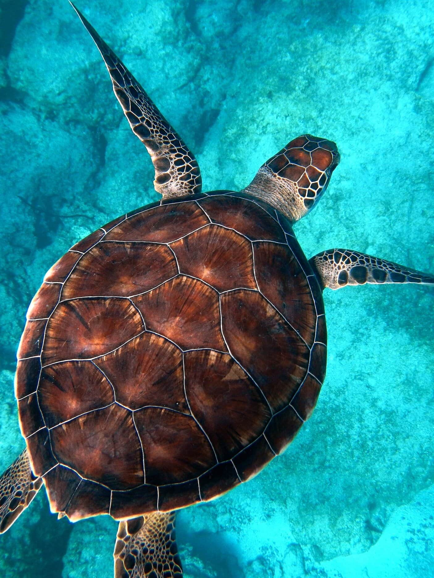 7 animals that bring good luck