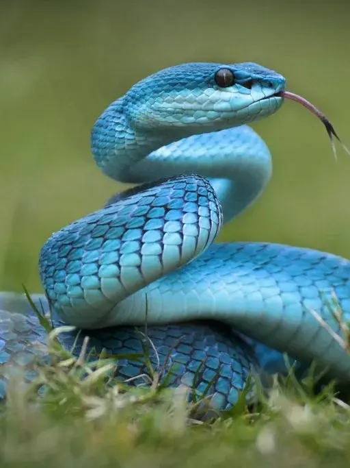7 most beautiful snakes in the world