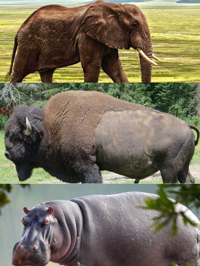 These animals have thickest skin, their most effective defence against ...