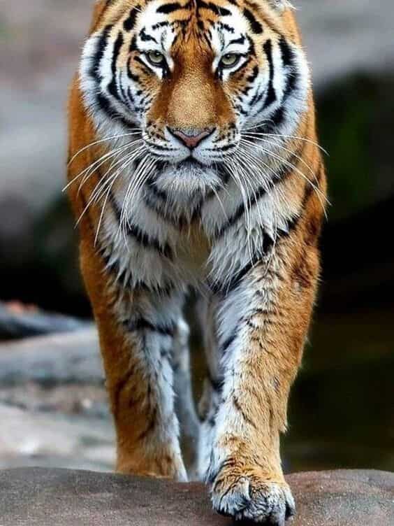 7 places to spot tigers in Indian forests