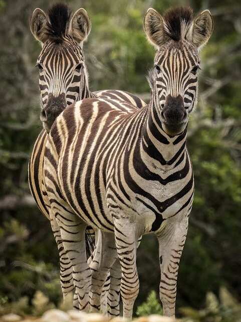 8 Interesting facts about zebras