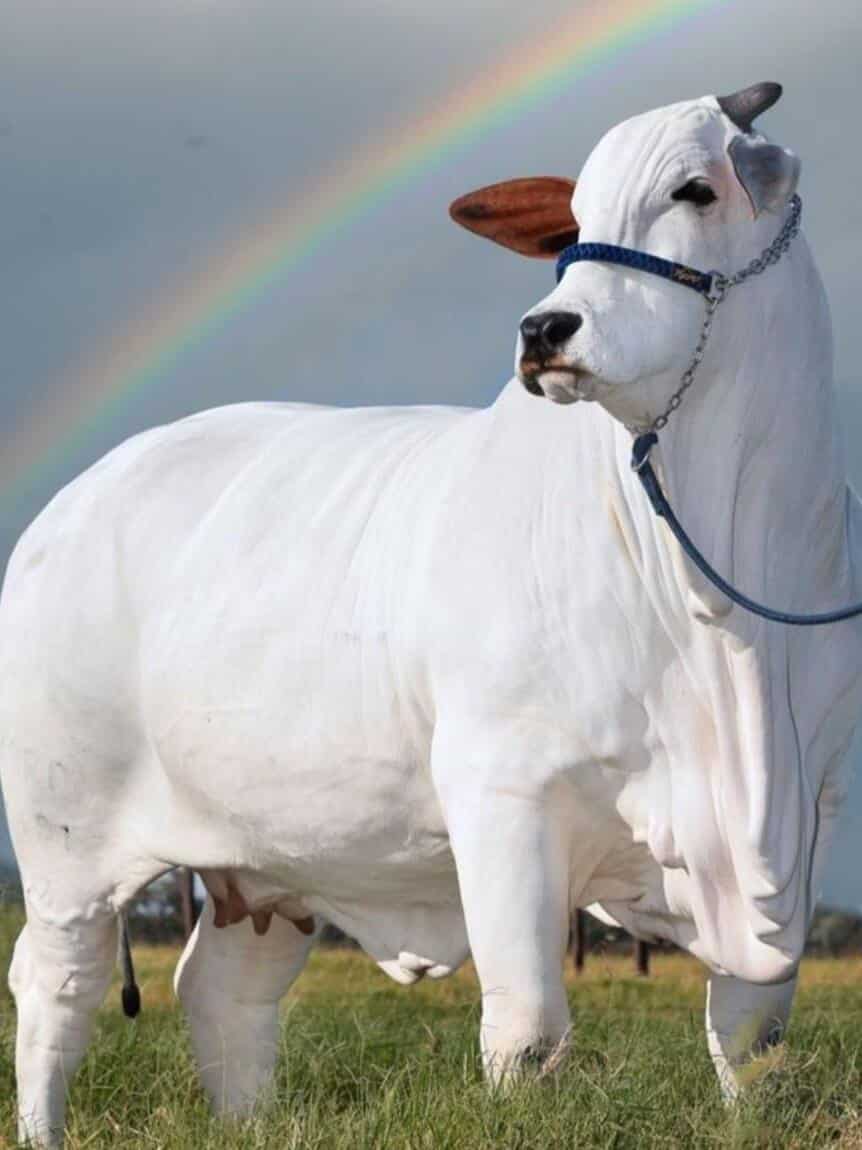 7 most expensive cows in the world