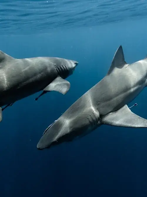 8 incredible facts about sharks