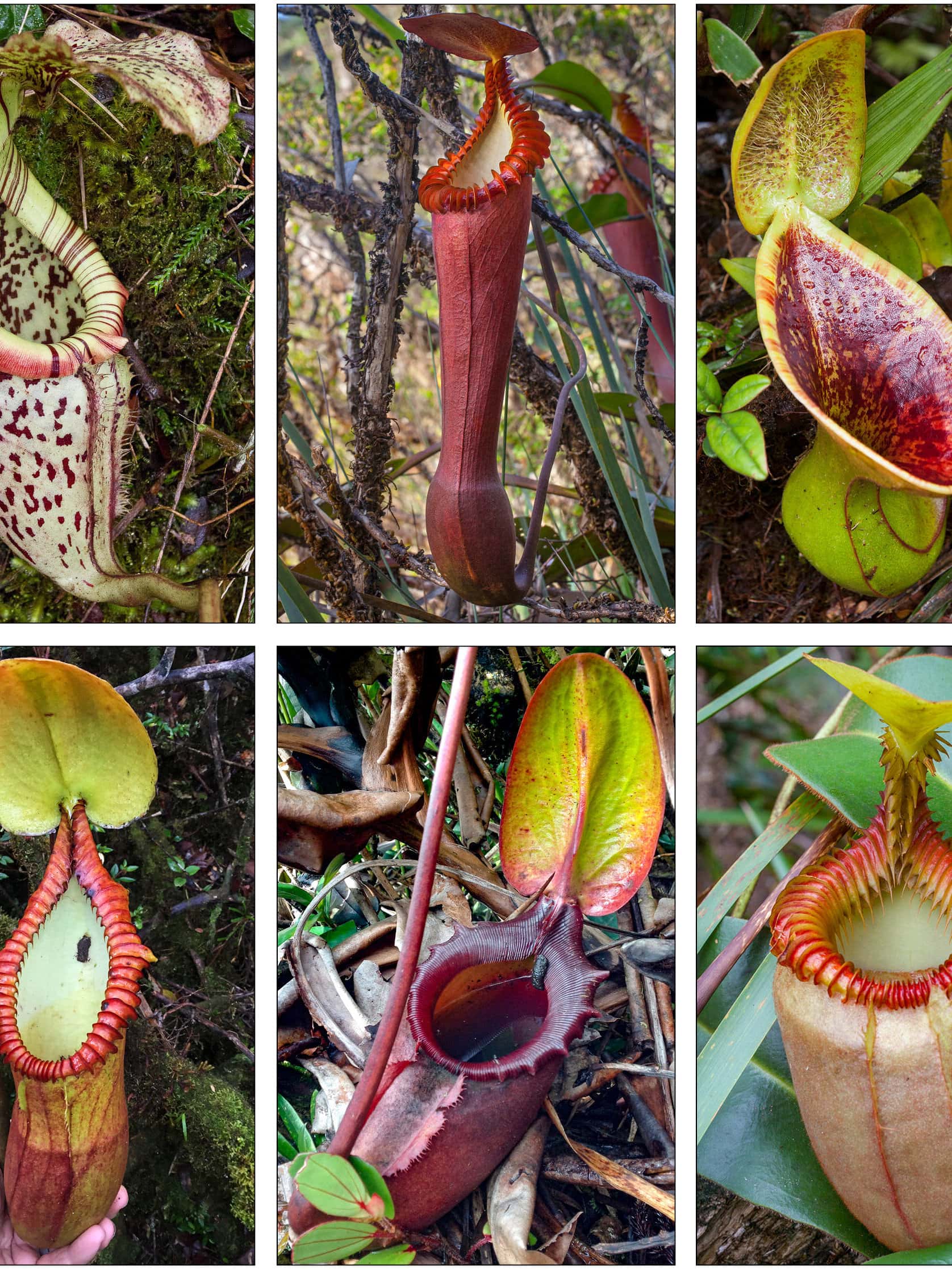 7 carnivorous plants that eat animals
