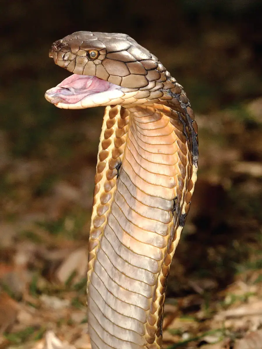 7 deadliest cobra species in the world