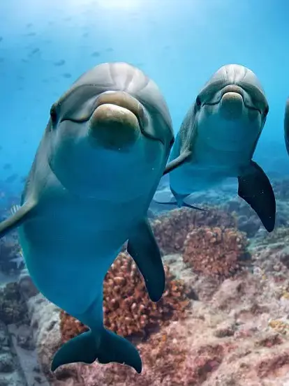 From Dolphins to Crows: Unveiling world's smartest animals