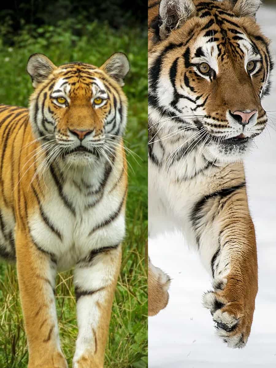 Royal Bengal Tiger vs Siberian Tiger: Who has more strength?