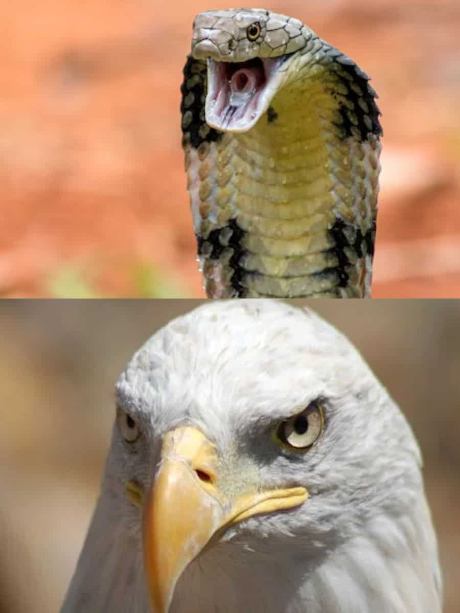 King Cobra vs Eagle: Who'll win?