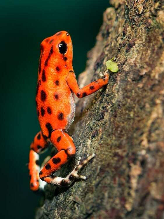 From snakes to frogs: 8 animals without ears