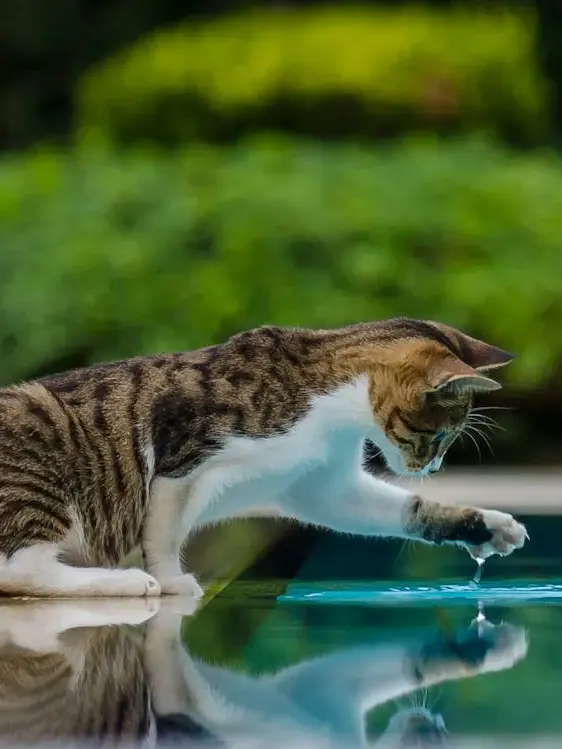 Surprising cats: 8 breeds that love water