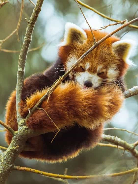 8 interesting facts about red panda
