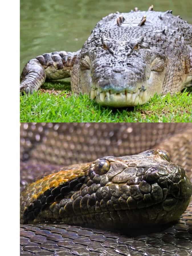 Salt water crocodile vs anaconda: Which one is longer?