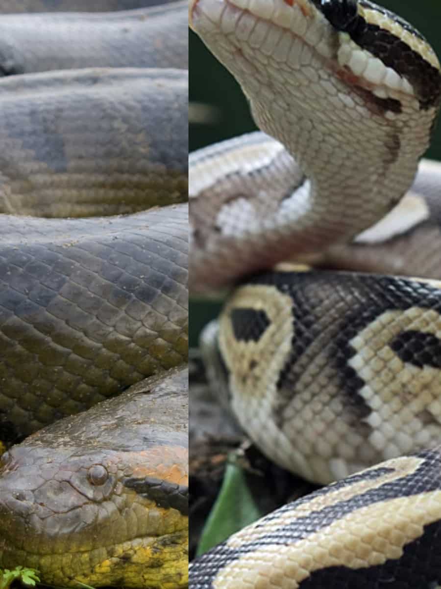 Anaconda vs Python: Who moves slower?