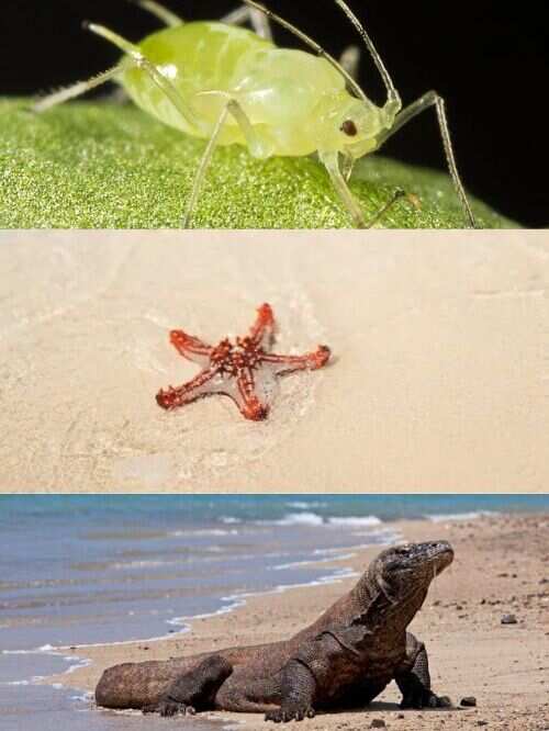 8 animals that reproduce without mating