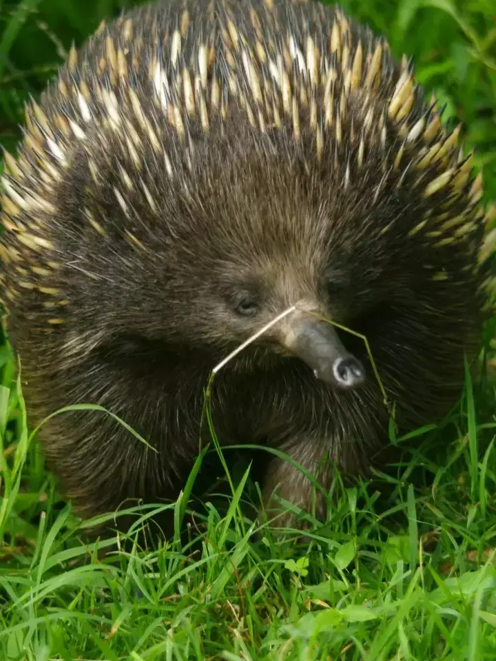 7 fascinating animals that survive without teeth