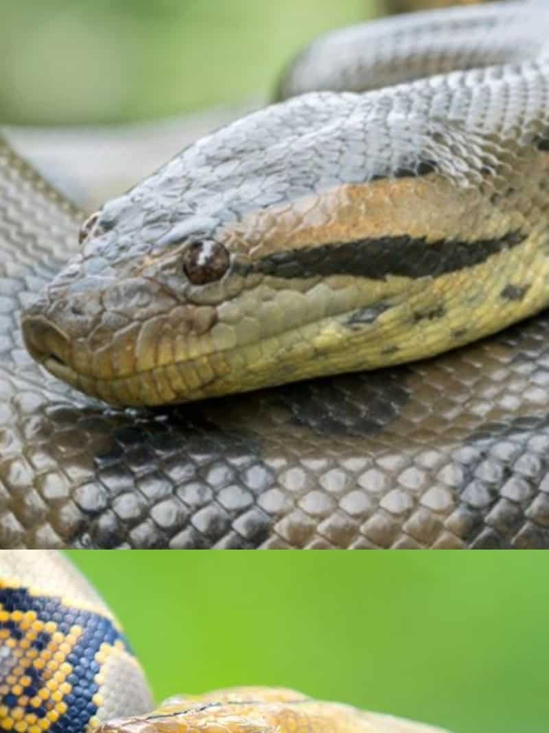 Green Anaconda vs Reticulated Python: Which is longer?