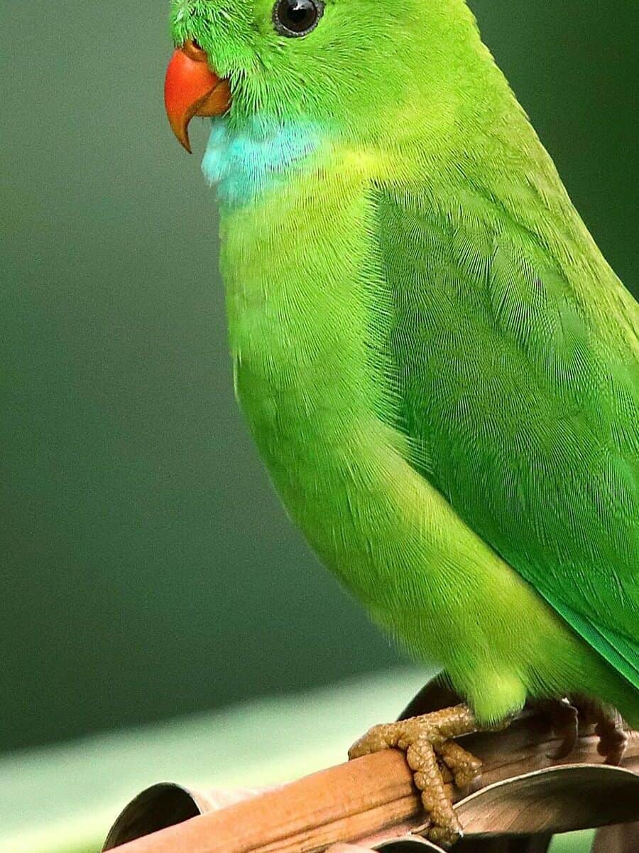7 birds that bring good luck