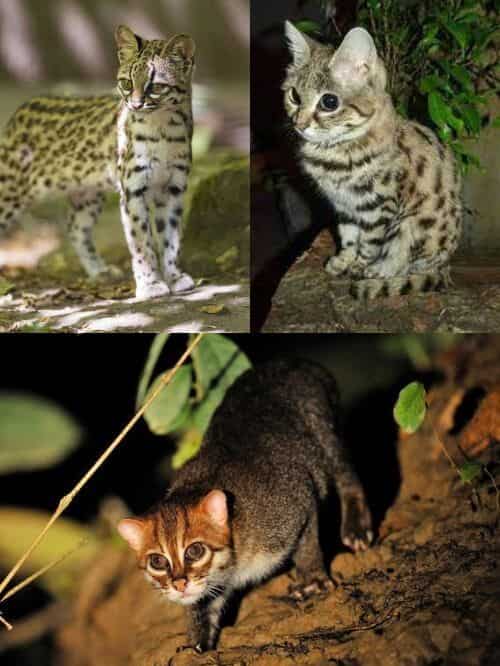 8 unique wild cats you didn't know about