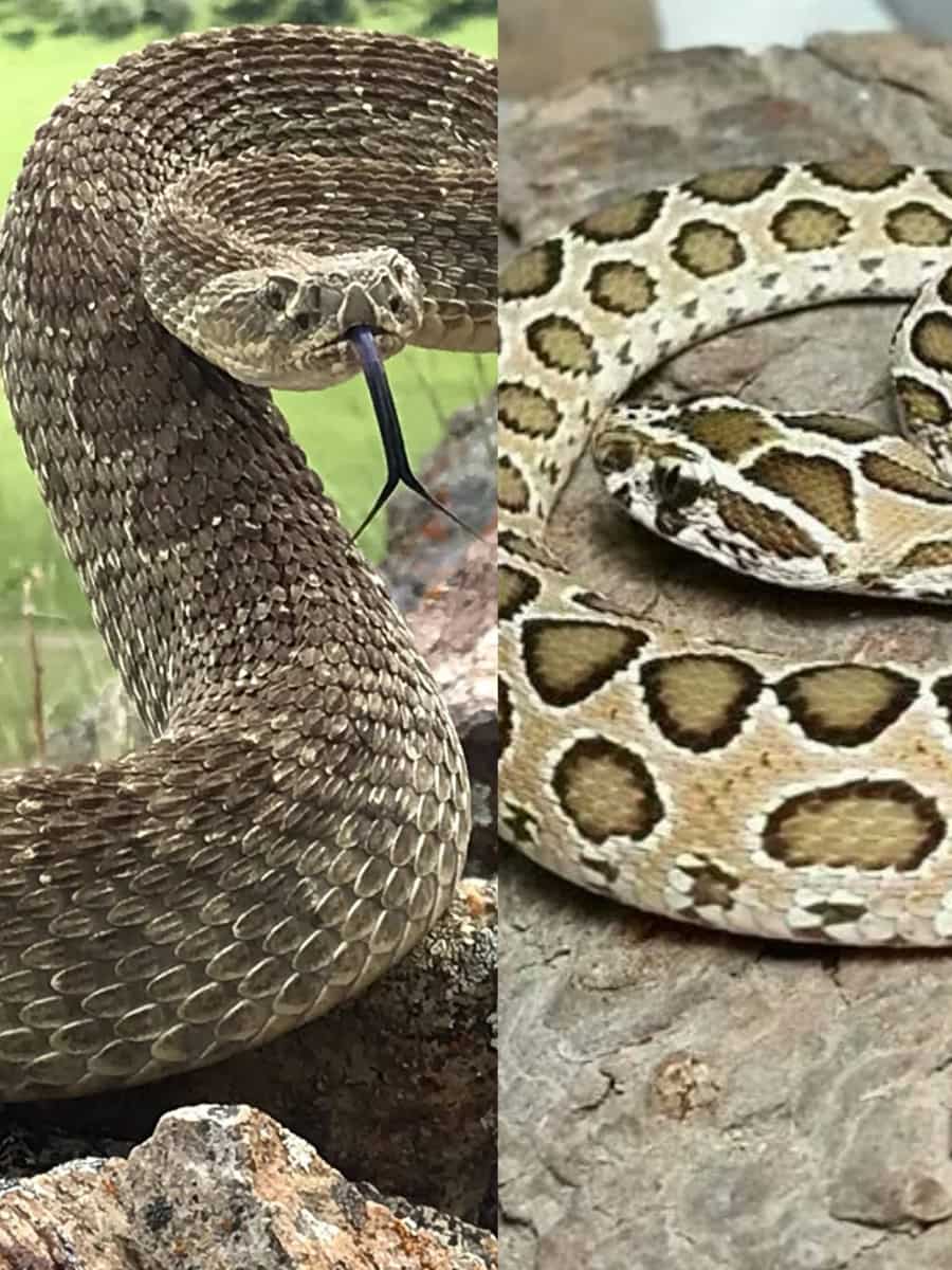 Rattlesnake vs Russell viper: Who is deadlier?