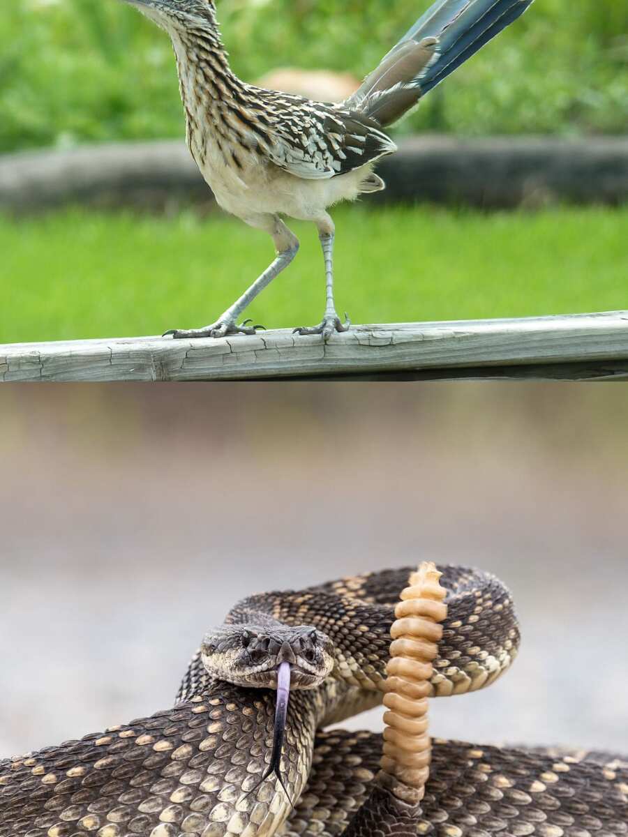 Roadrunner vs Rattlesnake: Who will win?