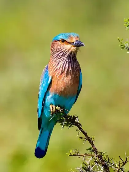 8 unique bird species endemic to India