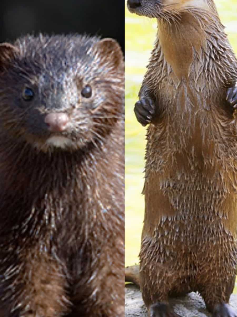 Mink vs Otter: How do they differ?
