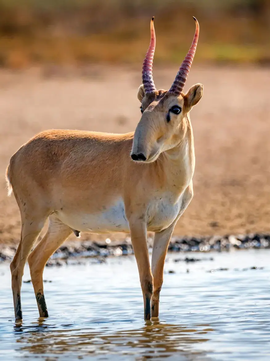 10 unique animals you won't believe exist