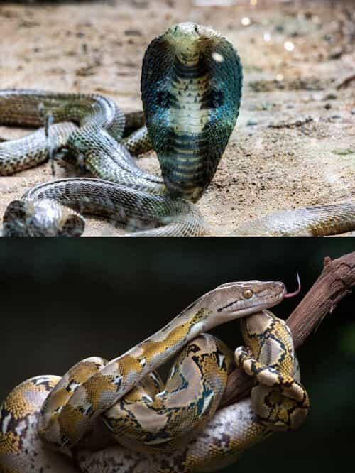 King Cobra vs Python: Which snake is longer?
