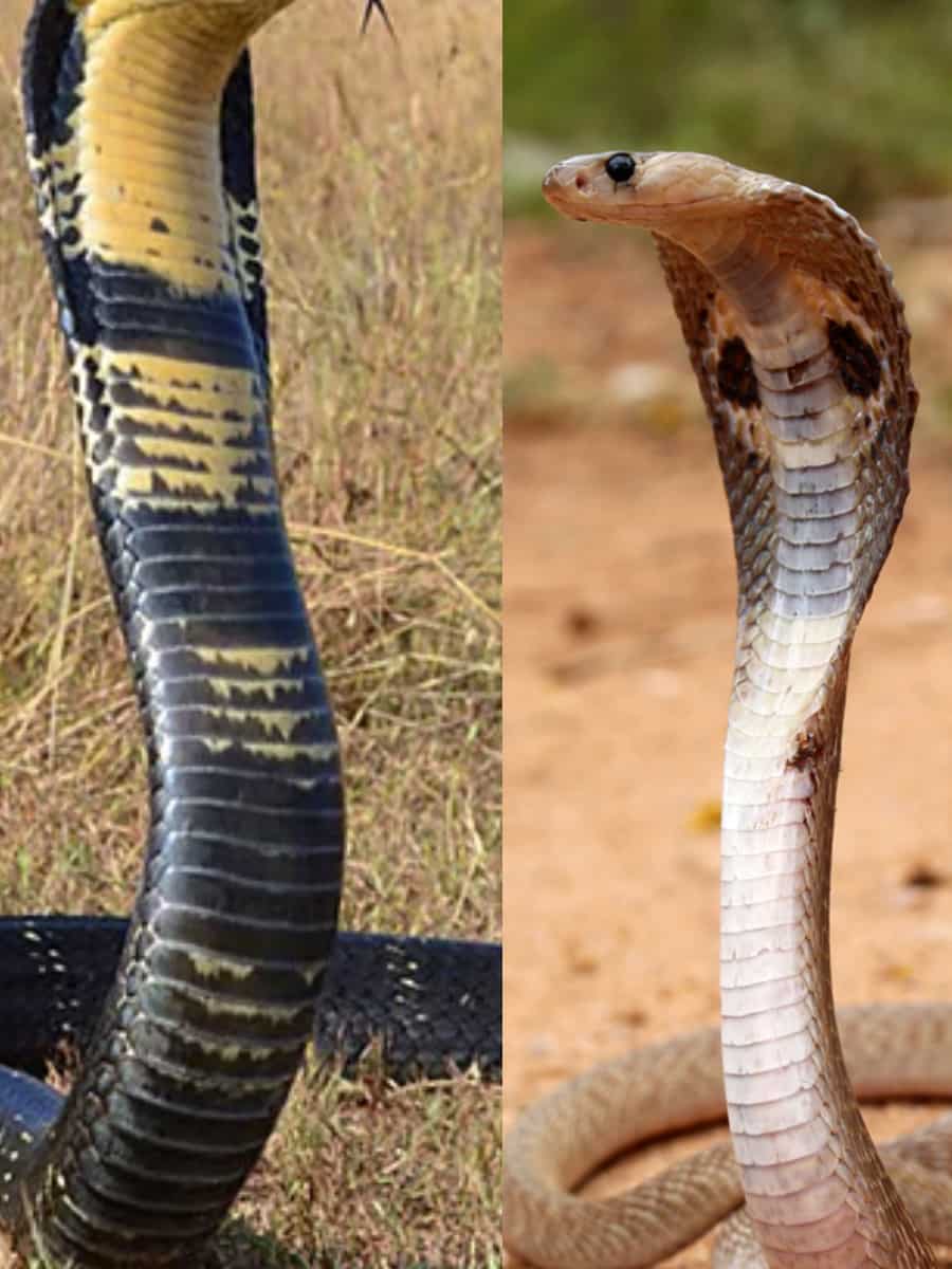 King Cobra vs Indian Cobra: Know key differences, who would win a fight