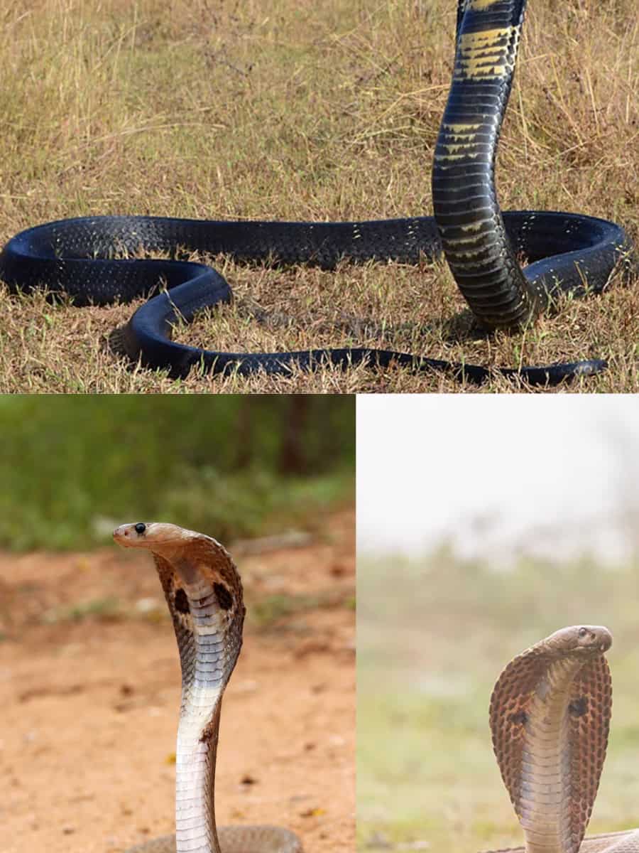 King Cobra vs Indian Cobra vs Common Cobra: Know key differences