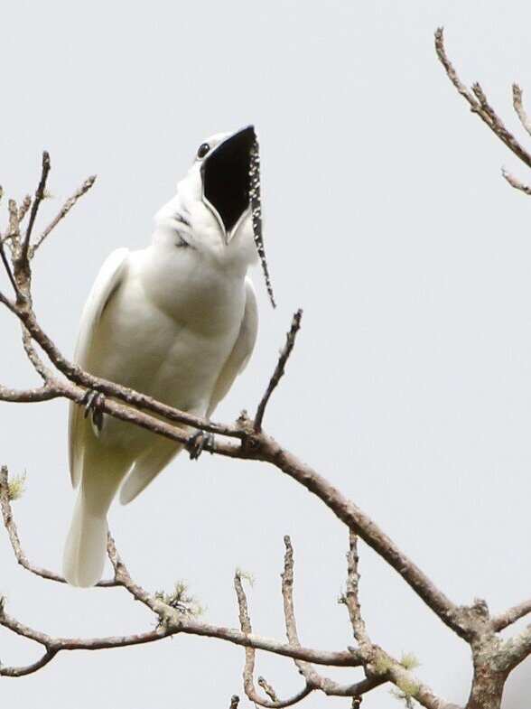 7 loudest birds in the world