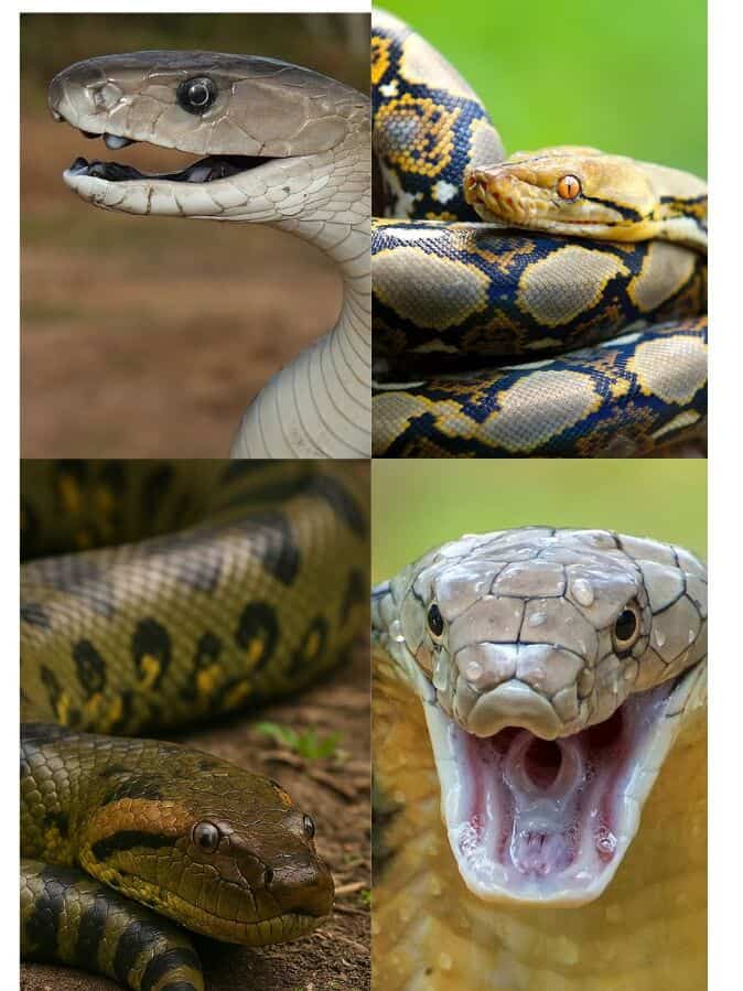 King Cobra vs Black Mamba vs Anaconda vs Python: Whose grip is strongest?