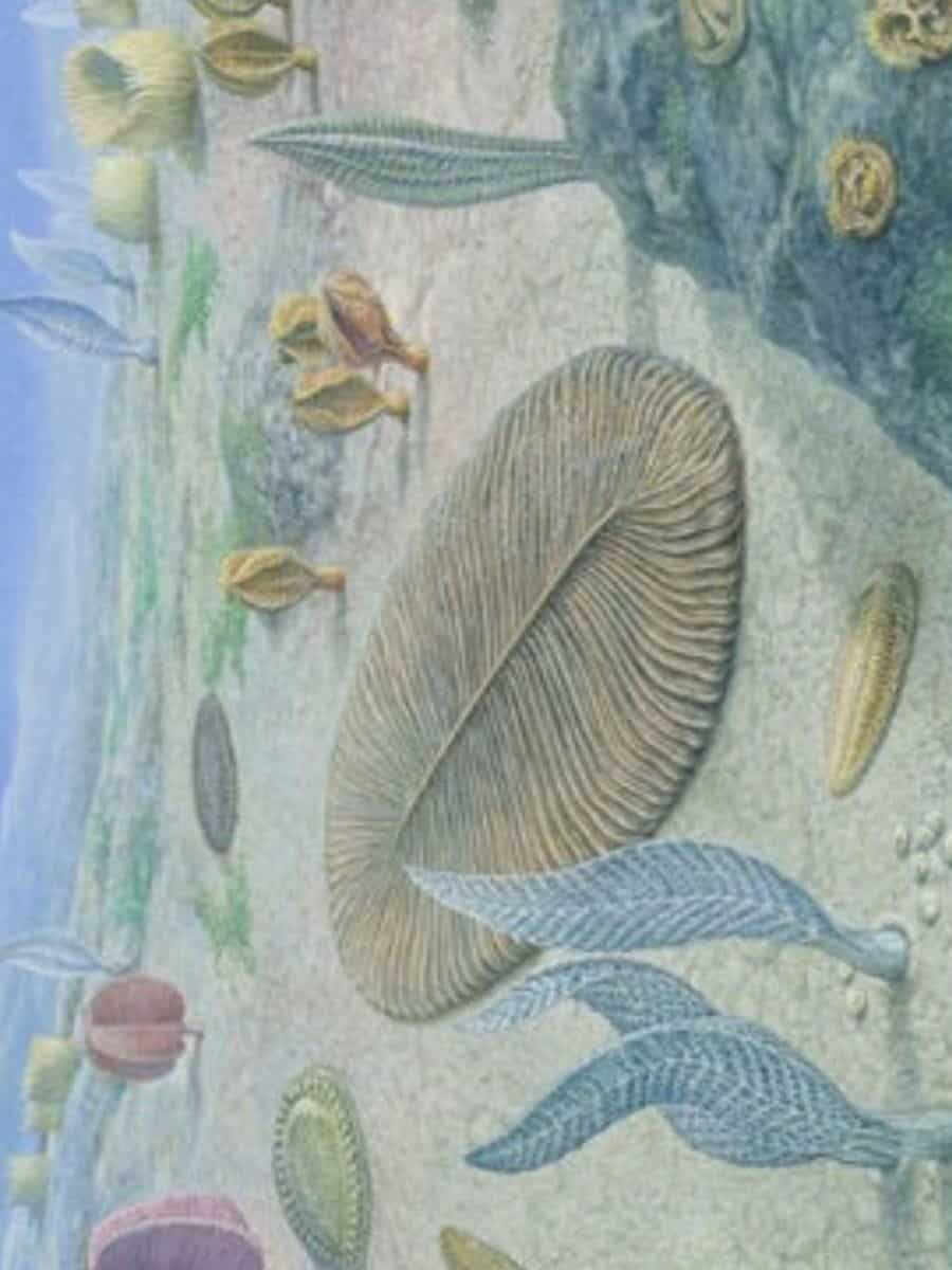 Is Dickinsonia the oldest animal?