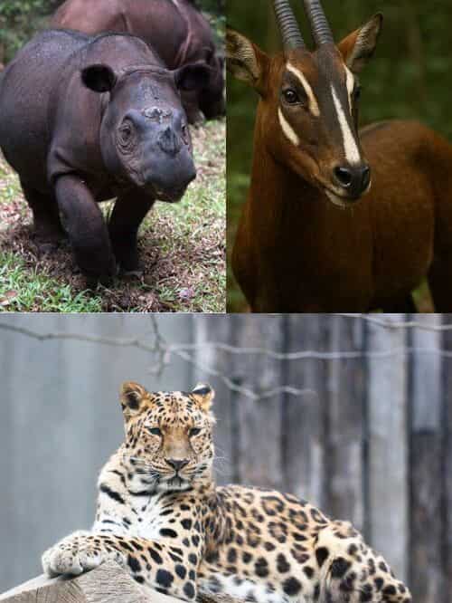 From Vaquita to Saola: 8 of world's rarest of rare animals