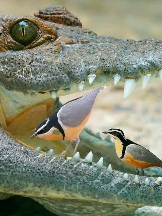 Meet the little bird that cleans crocodile's teeth